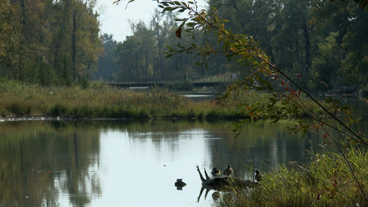 First 'forest bathing trail' in Calgary opens in southeast