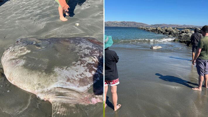 Peixe raro de quase 2 metros encalha em praia na Califórnia; veja imagens