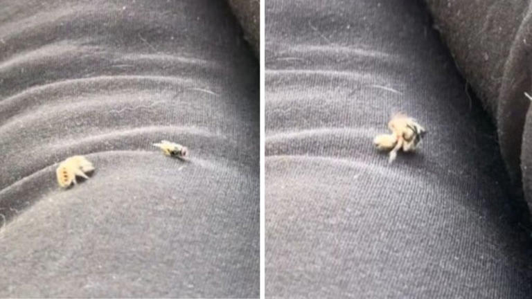 Unexpected Lessons: When Life Gives You Spiders… Let Them Eat The Flies!