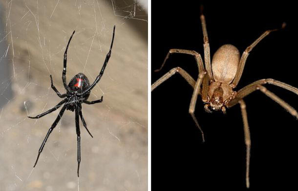 Unexpected Lessons: When Life Gives You Spiders… Let Them Eat The Flies!