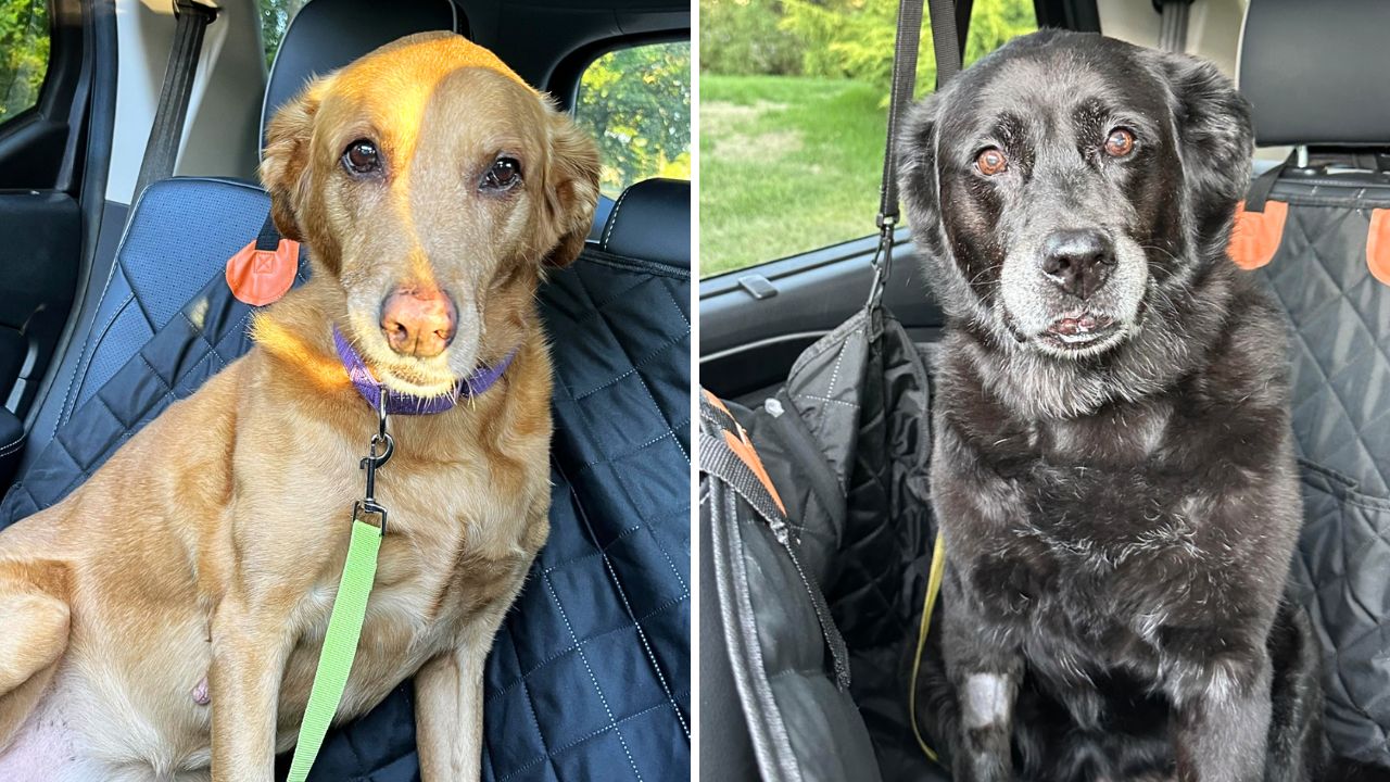 Bonded Pair of Dogs Searching For New Home Together After Owner Passes Away