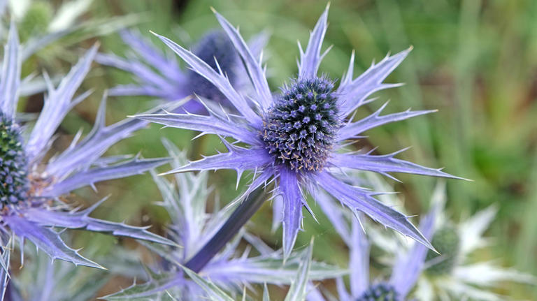 12 Flowers You Should Never Plant In Clay Soil