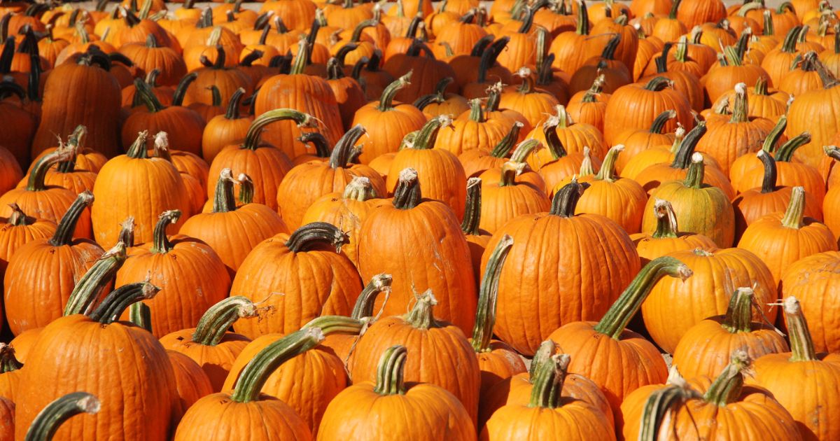 Don't Miss These 10 Great Pumpkin Patches in Indiana This Fall