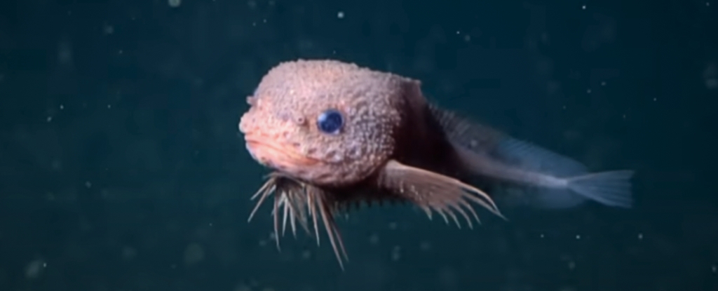 Meet Bumpy: The Unexpectedly Cute Creature Discovered in The Abyss