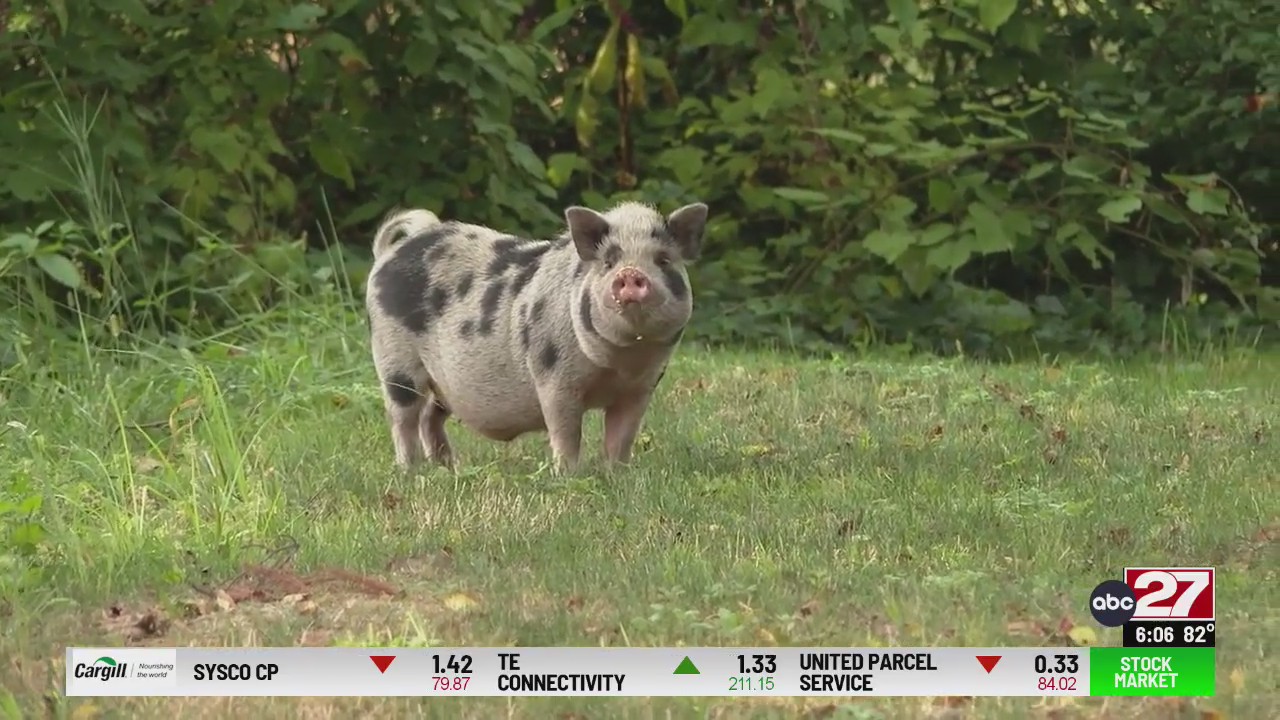 Stray pig frequents Manor Township golf course