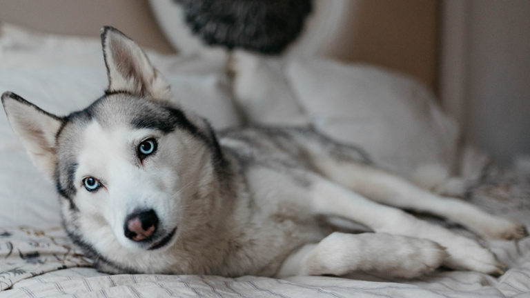 Video of Dogs' Bedtime Routine Is the Sweetest Thing Ever