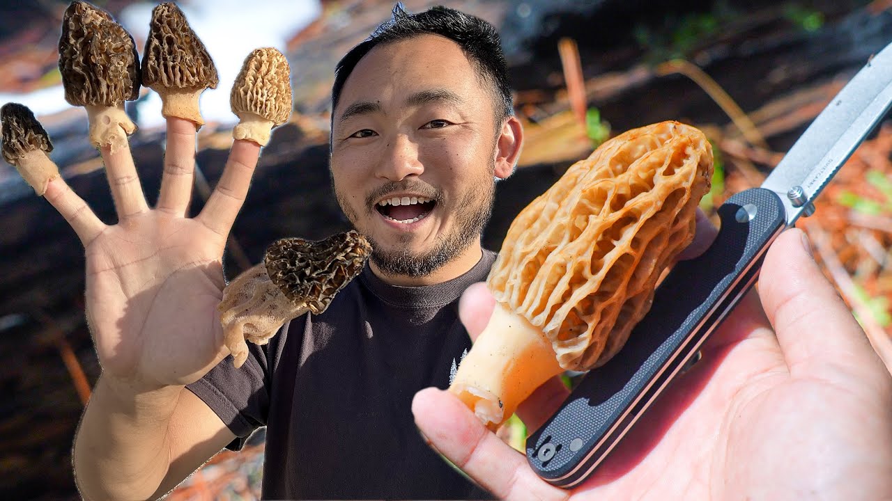 Top 5 tips on where to find morels and how to properly cook them