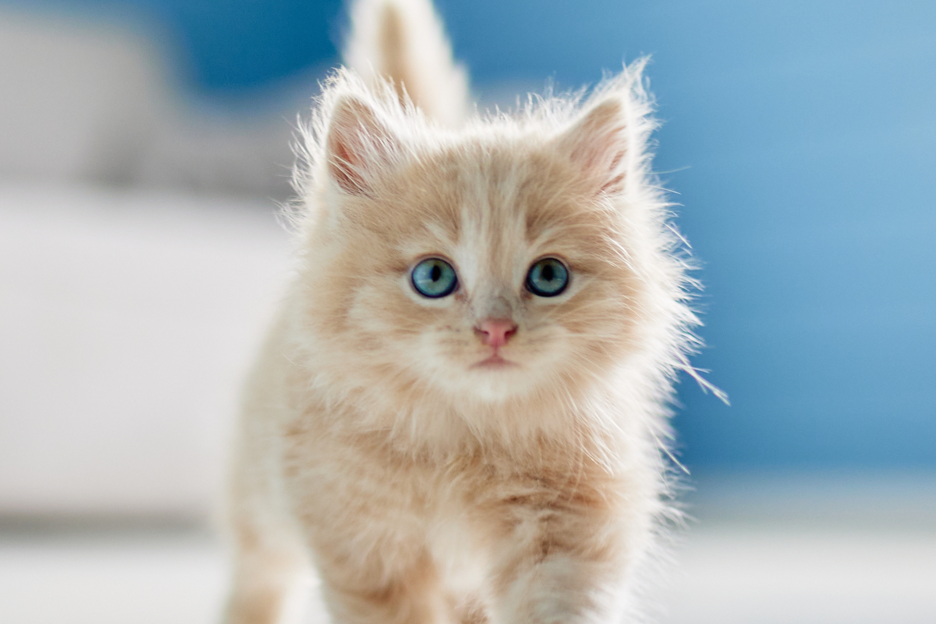 The most beautiful cat breeds, according to science