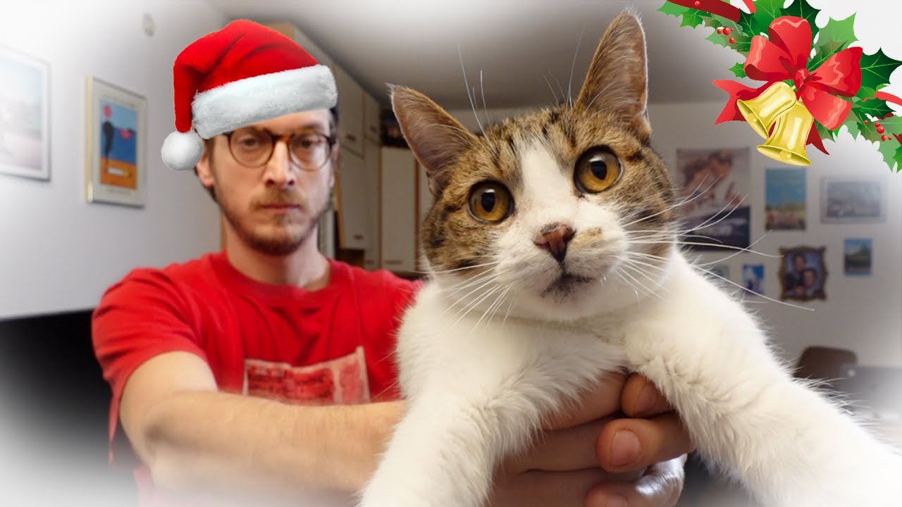 Comment mon chat a sauvé Noël