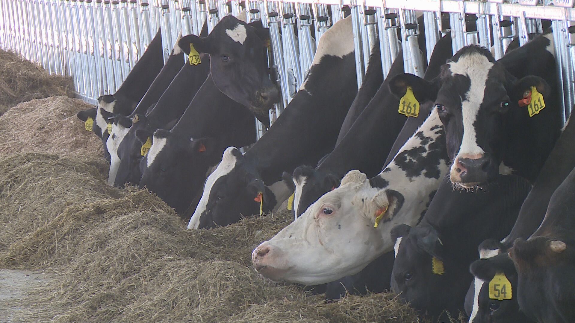 Avian flu found in Nebraska dairy cattle for the first time