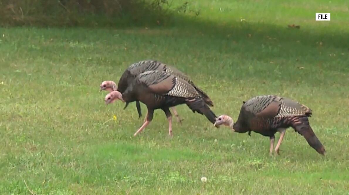 Fall wild turkey season gets underway