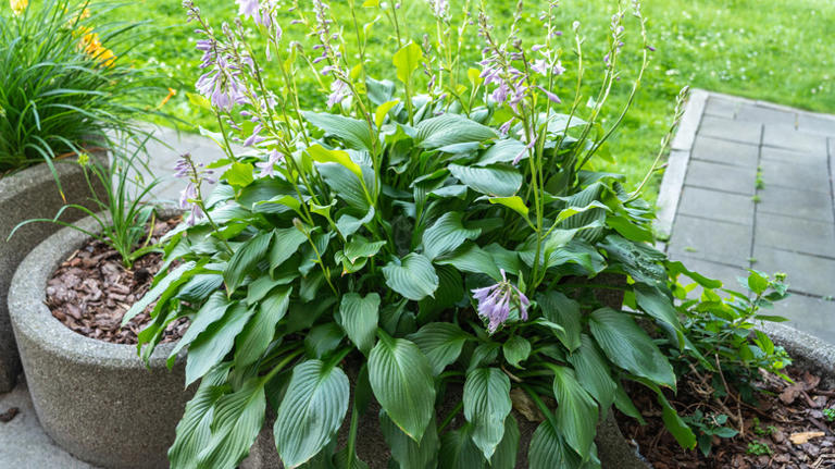 Don't Shy From Planting Hostas In Containers, It's Easier Than You Think