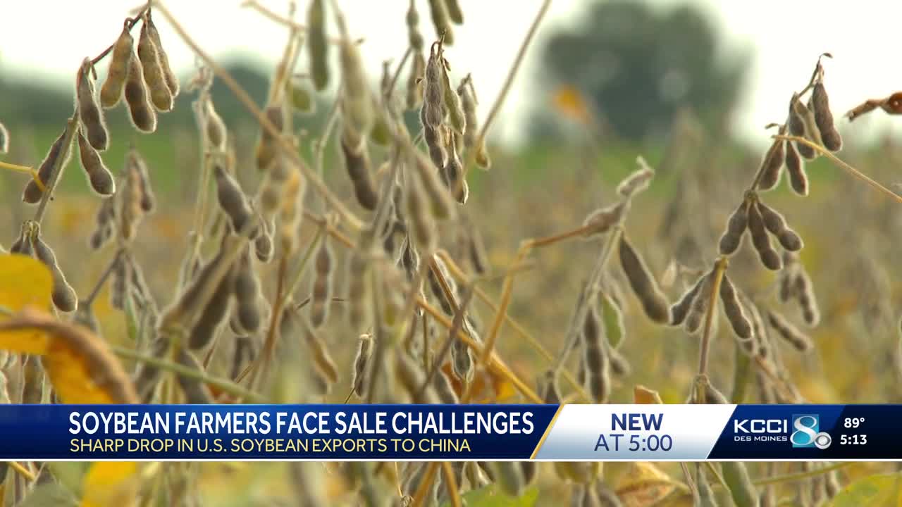 Trade tensions, weather challenges test Iowa soybean farmers this season