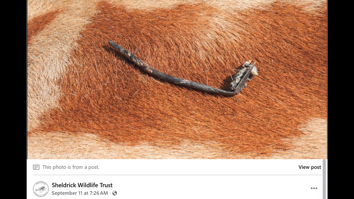 Giraffe shot with poisoned arrow in Kenya is rescued while ‘mates' wait ...