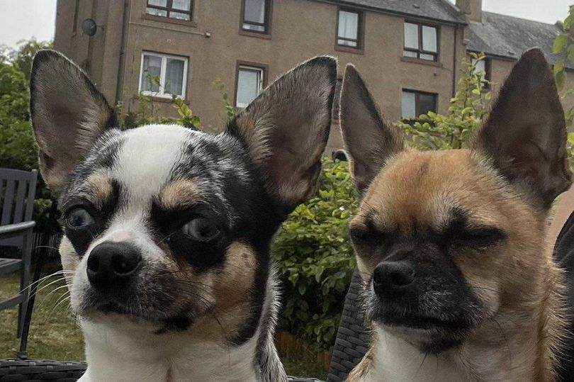 Scots family in frantic bid to save chihuahua washed out to sea
