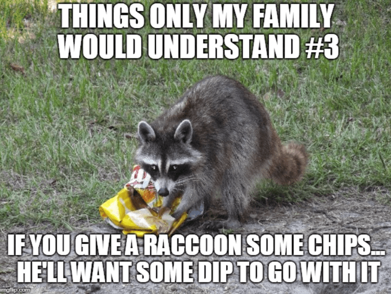 21 Midnight Memes of Trash Panda Dumpster Dives and Curbside Cuisine