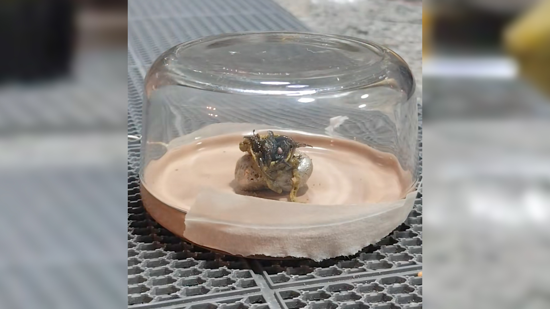 Panama man's claims of ‘alien life' on meteorite spark internet debate