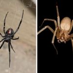 Unexpected Lessons: When Life Gives You Spiders… Let Them Eat The Flies!