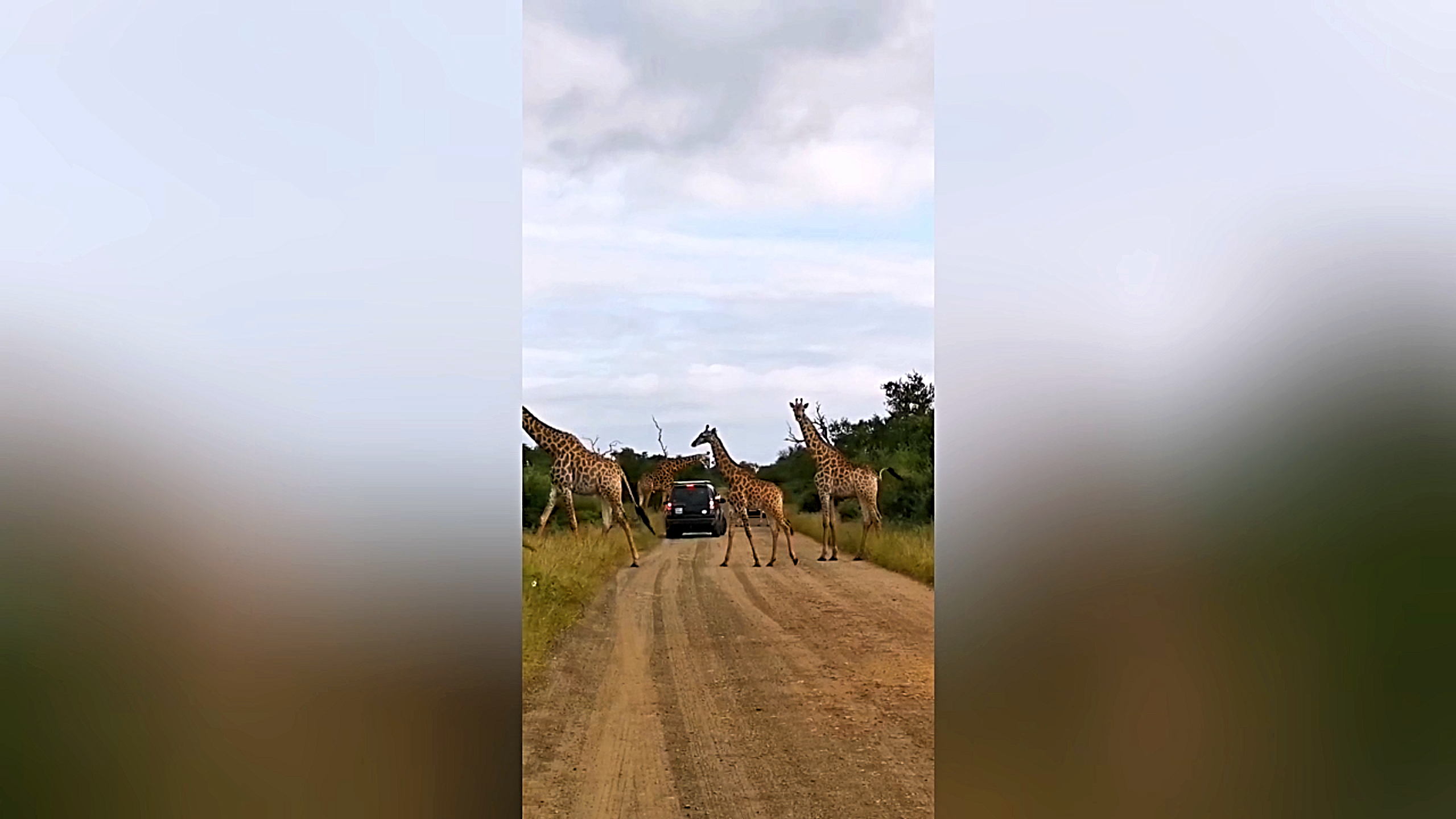 Giraffes Close-Up Surround a Car