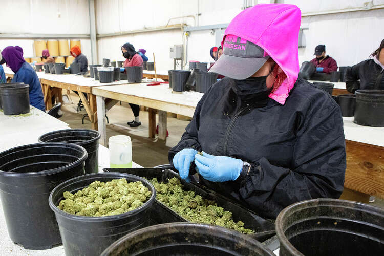 California lawmakers show rare unity in granting cannabis tax cut