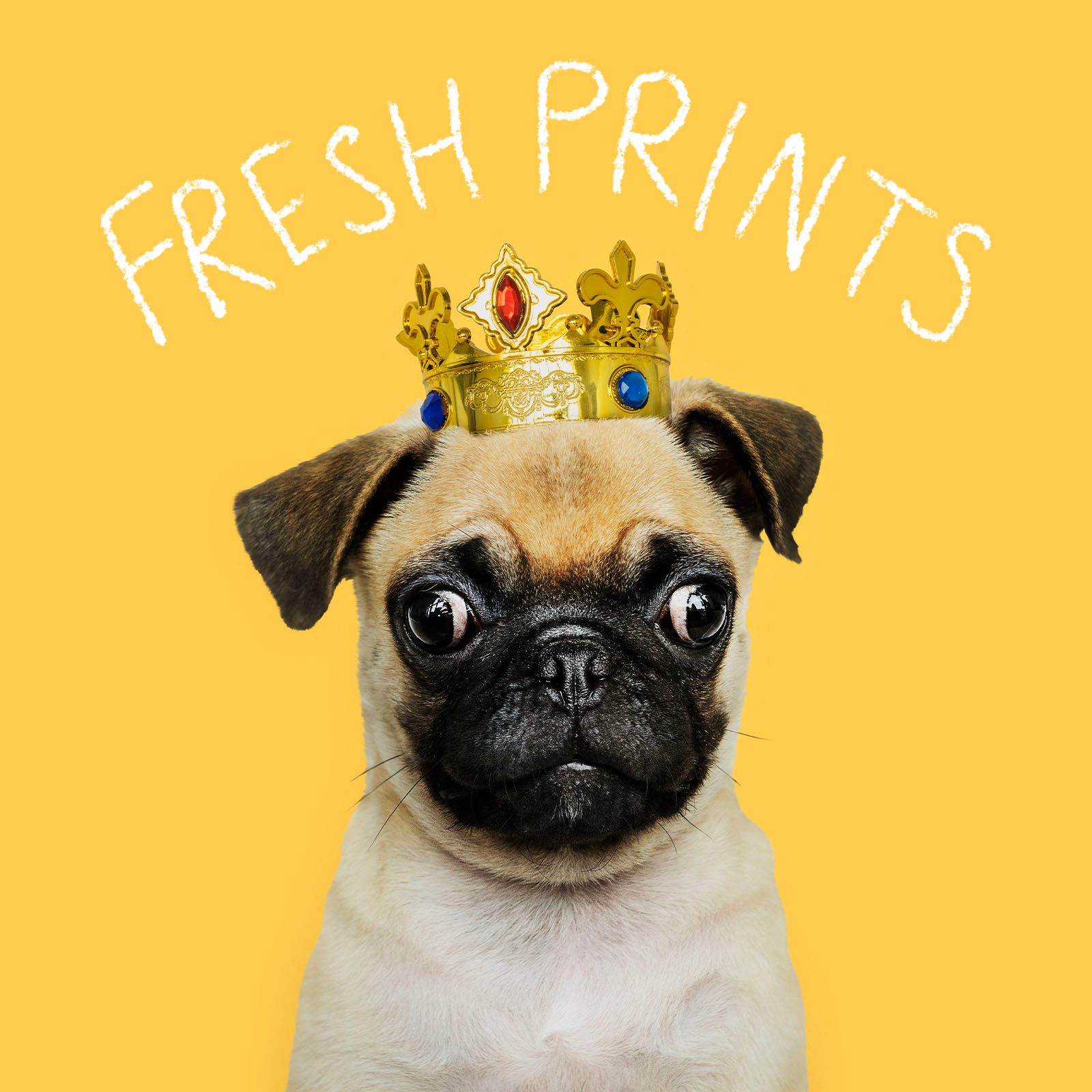 215+ Funny Dog Names That Capture Your New Pup’s Personality