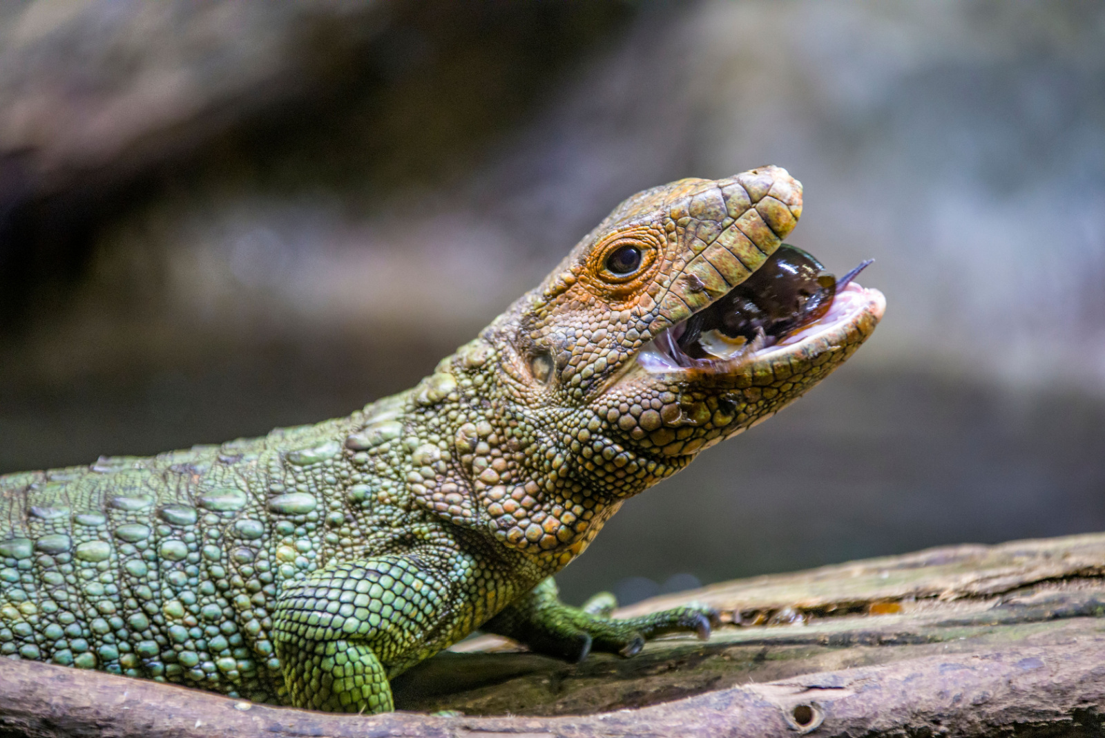 6 Reptiles That Hate Being Handled And Make Terrible Pets