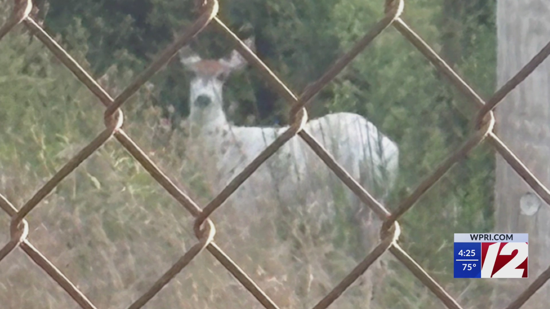 Deer with rare genetic mutation spotted in East Providence
