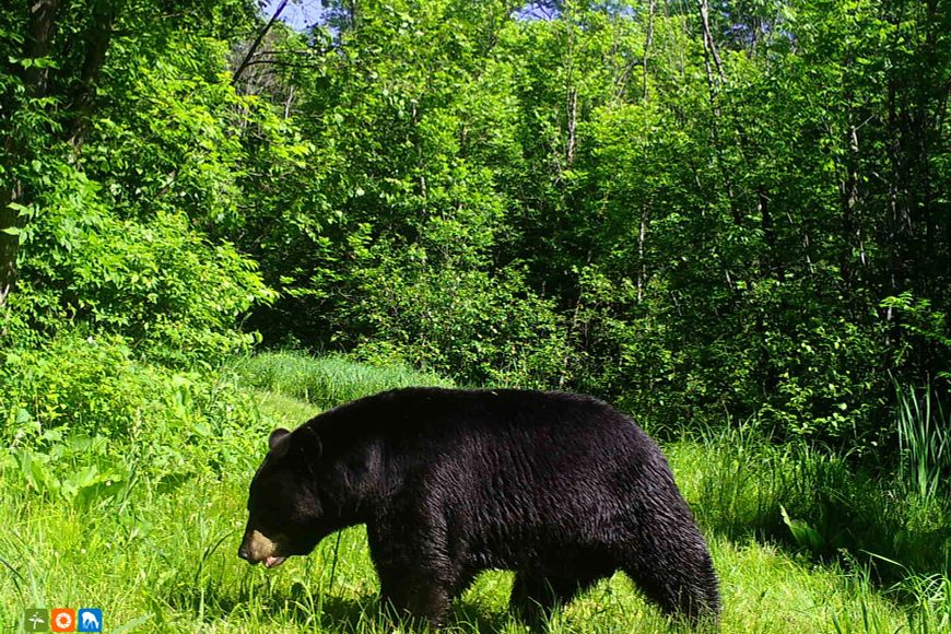 Oconto County man who guided bear hunts hit with 1-year hunting ban for ...