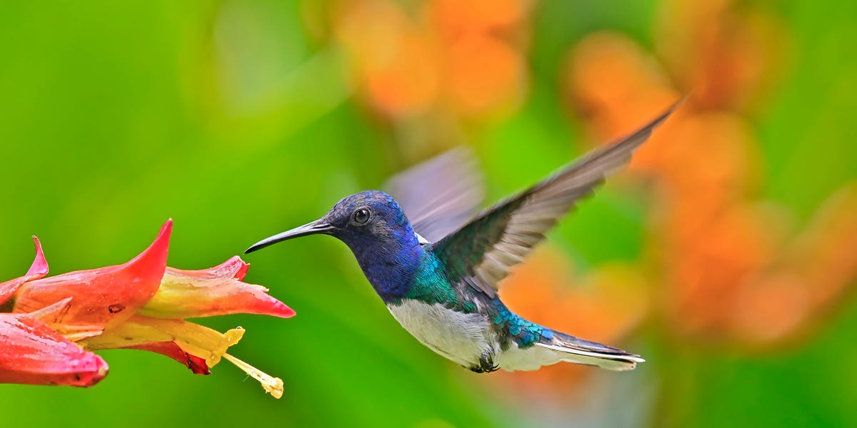 How Hummingbirds Survive the Winter and the Incredible Journey They Take