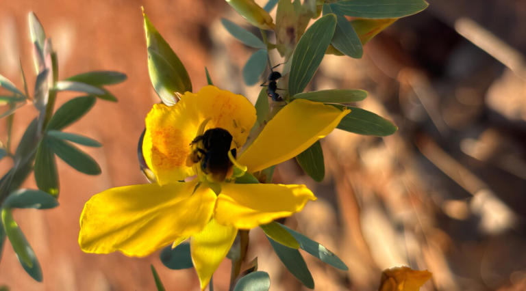 Ants defend plants from herbivores, but can hinder pollination by bees
