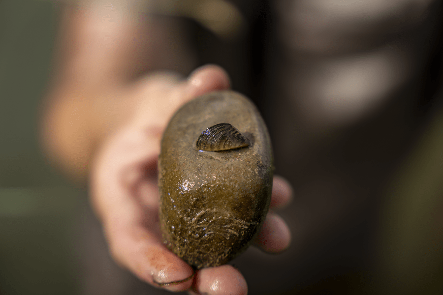 Colorado River designated as ‘infested’ with zebra mussels