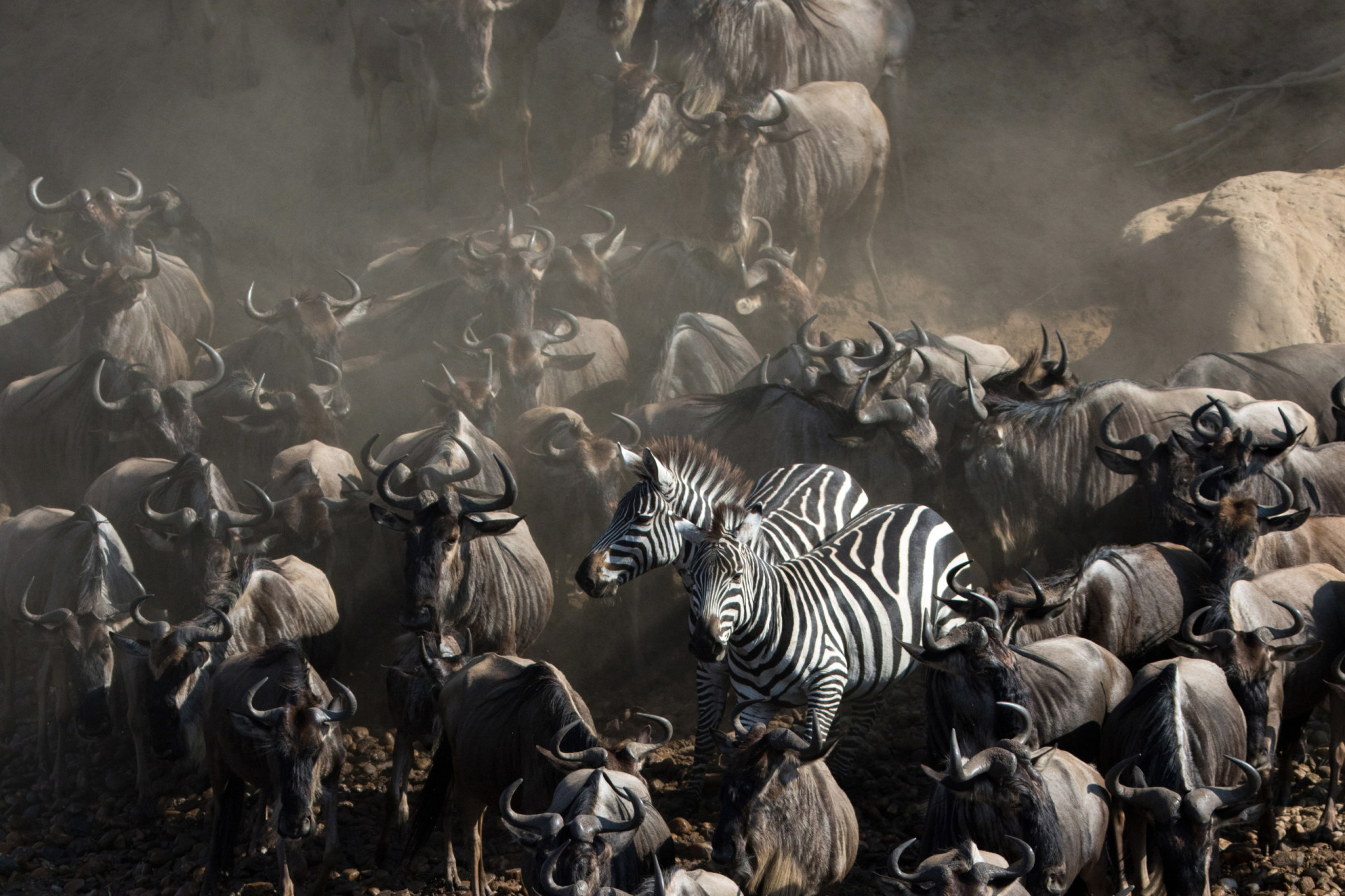 The science behind animal migrations