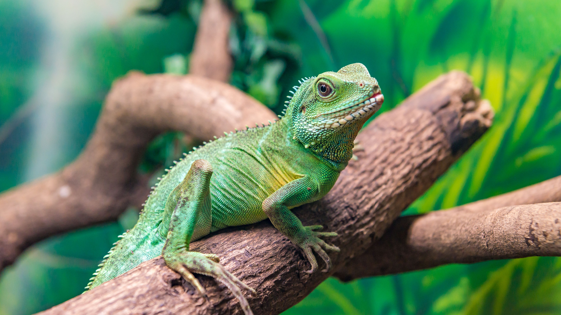 6 Reptiles That Hate Being Handled And Make Terrible Pets