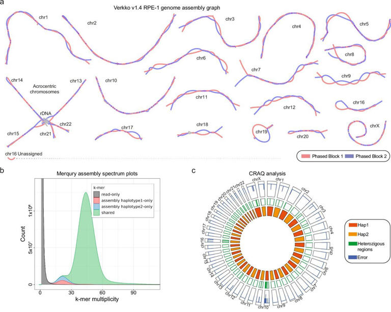 Reference-quality genome assembly created for widely used RPE-1 human ...