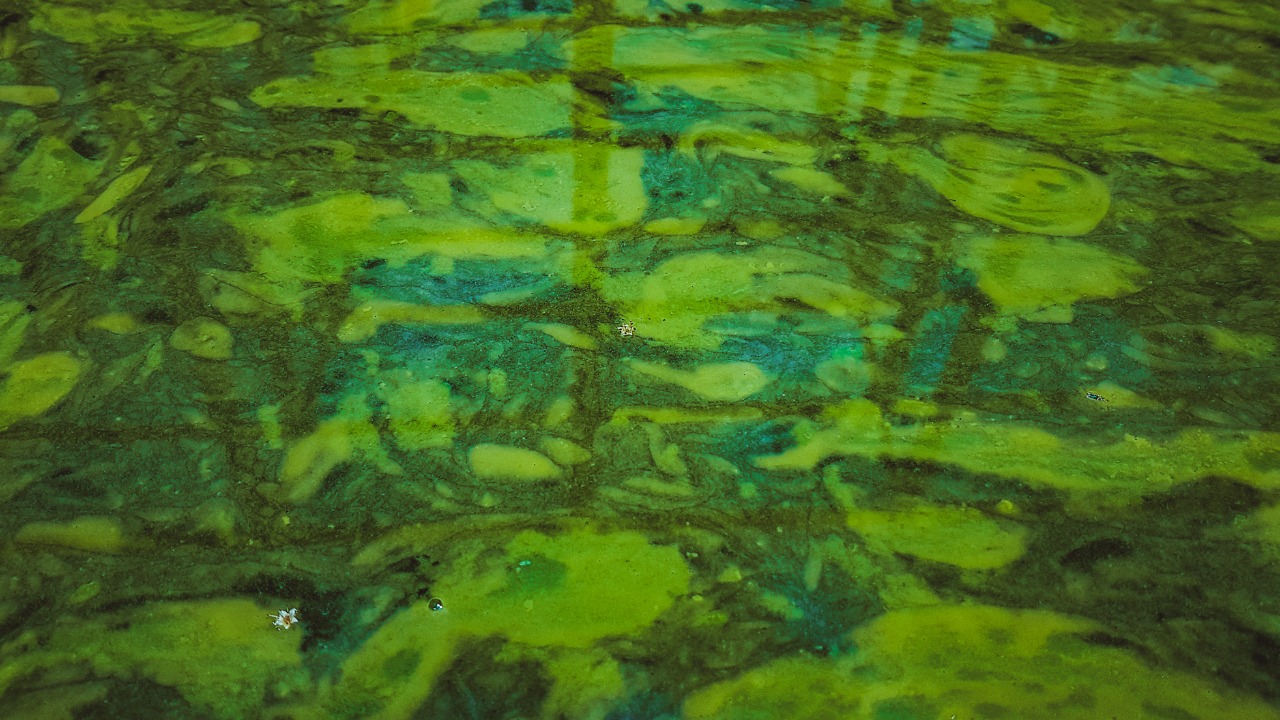 Bioengineered algae absorbs CO2 10x faster