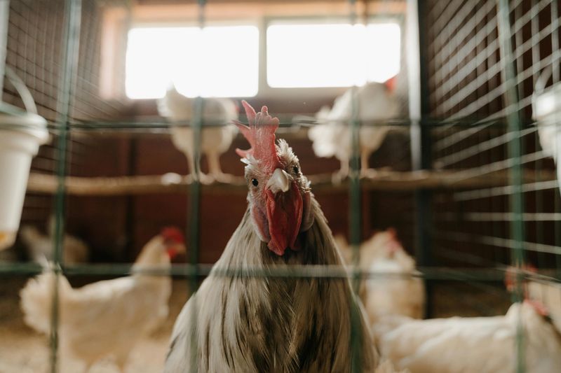 Helpful Tips For Cleaning Your Chicken Coop
