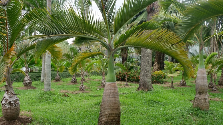 What Are The Different Kinds Of Palm Trees?
