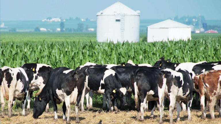 Bird flu detected in Nebraska dairy herd