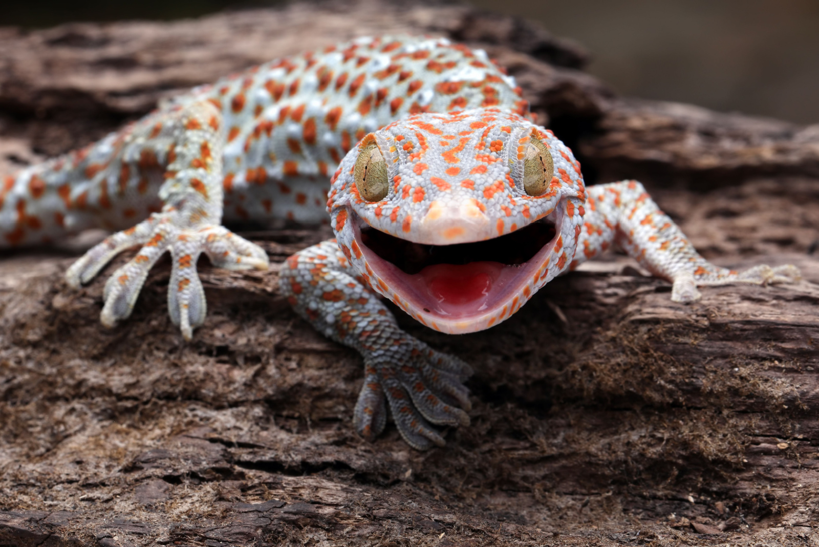 6 Reptiles That Hate Being Handled And Make Terrible Pets