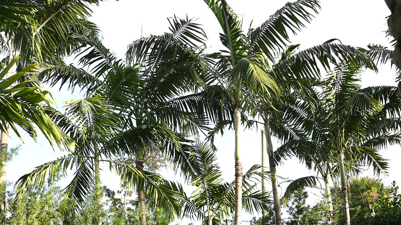 What Are The Different Kinds Of Palm Trees?