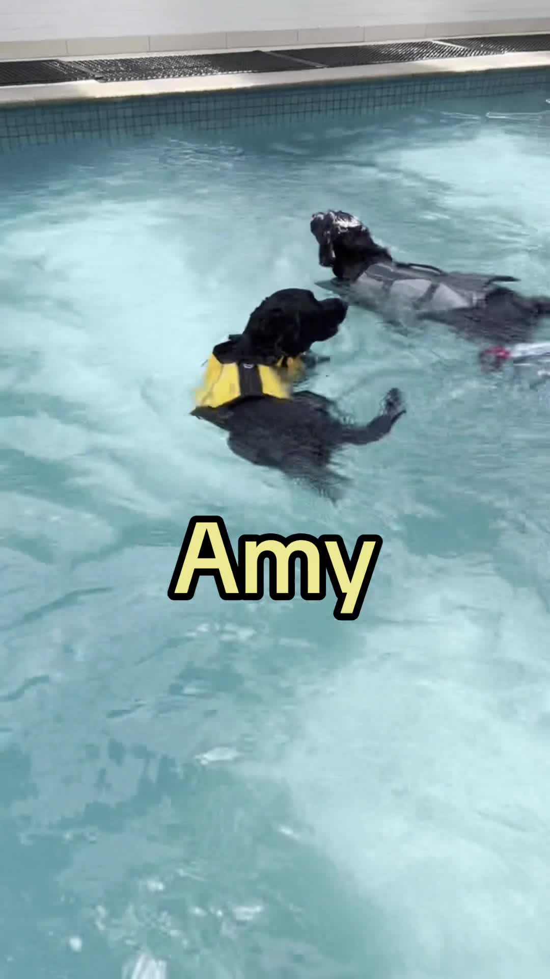 Adorable Dogs Enjoy a Fun Day at the Pool