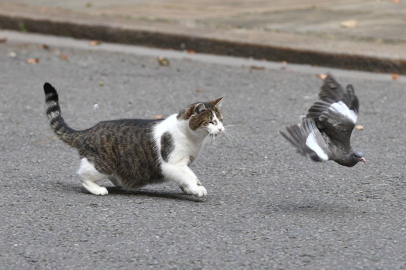 Larry the Cat gets 'more attention' from world leaders than everyone ...