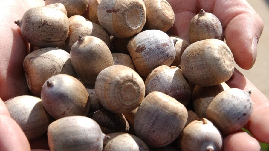 Collect acorns, nuts to help Virginia Department of Forestry grow ...