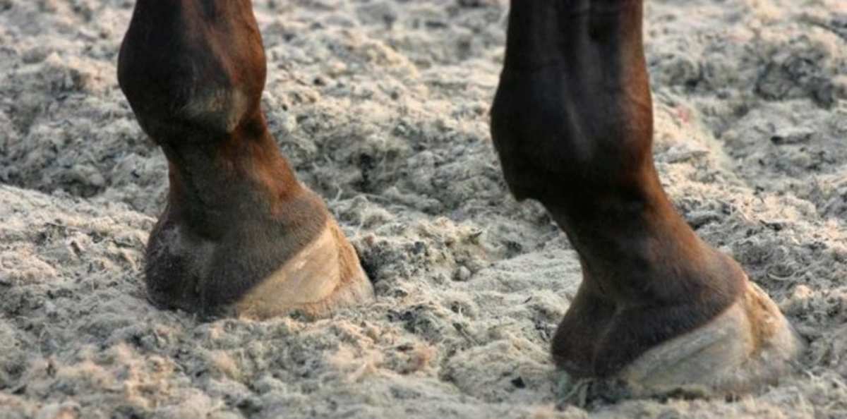 Ask Your Veterinarian: Are White Hooves Really Weaker Than Dark?