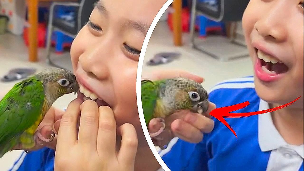 Parrot pulls out boy's loose tooth in China