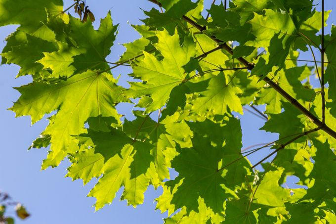 Norway Maple vs Sugar Maple Tree: What’s the Difference?