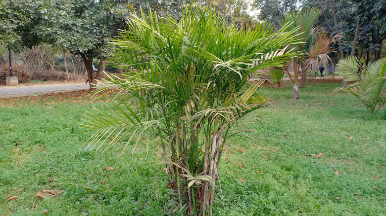 What Are The Different Kinds Of Palm Trees?