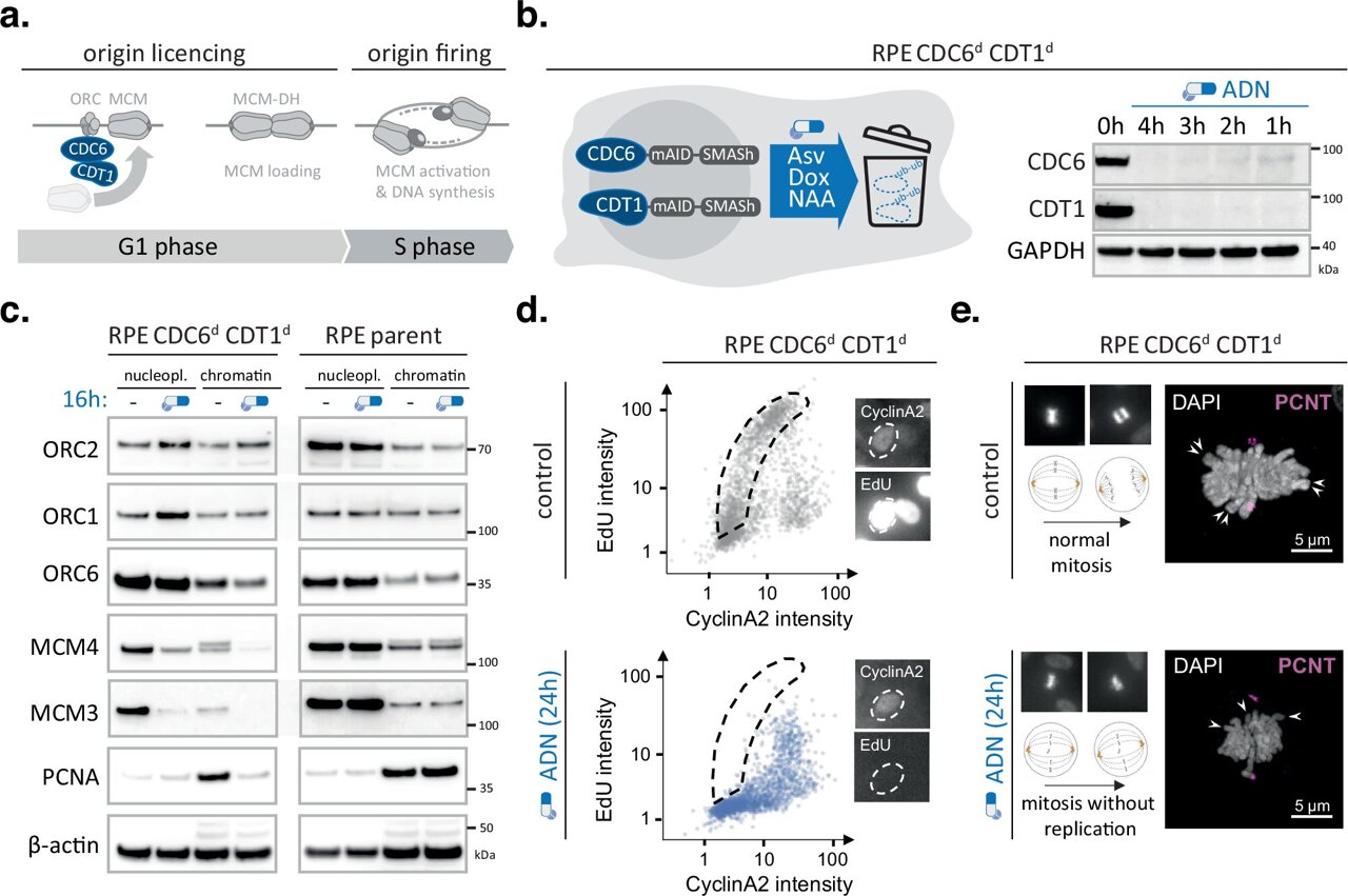 Research links DNA replication failure to cancer therapy