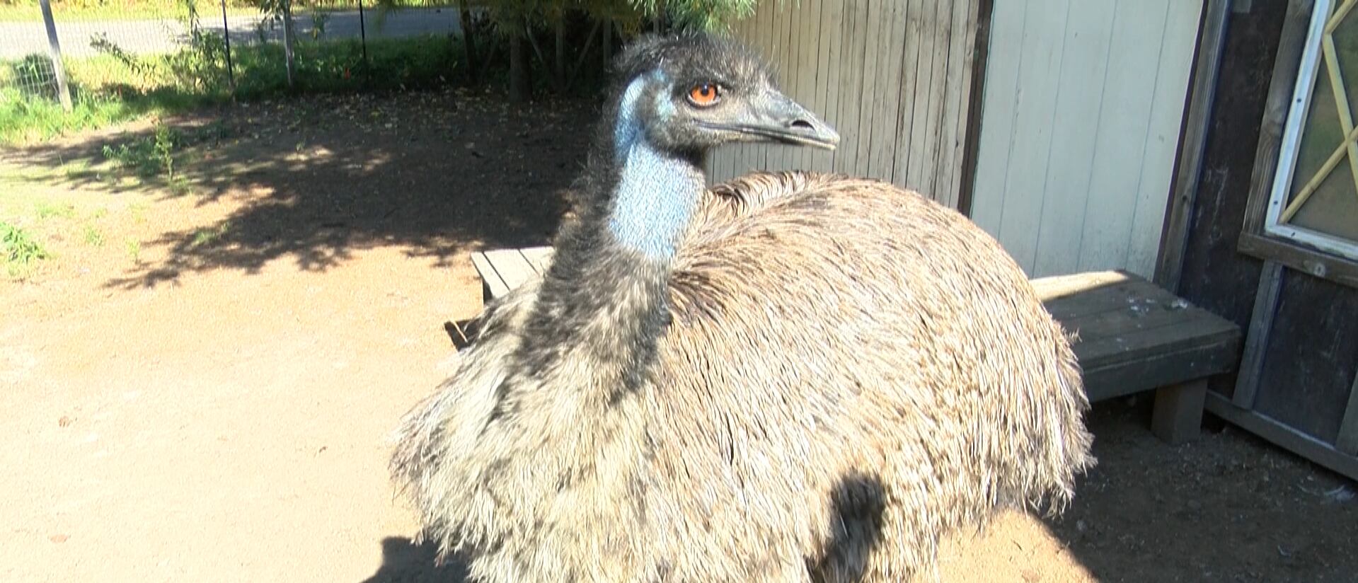 Skandia’s escapee emu another step closer to a new enclosure
