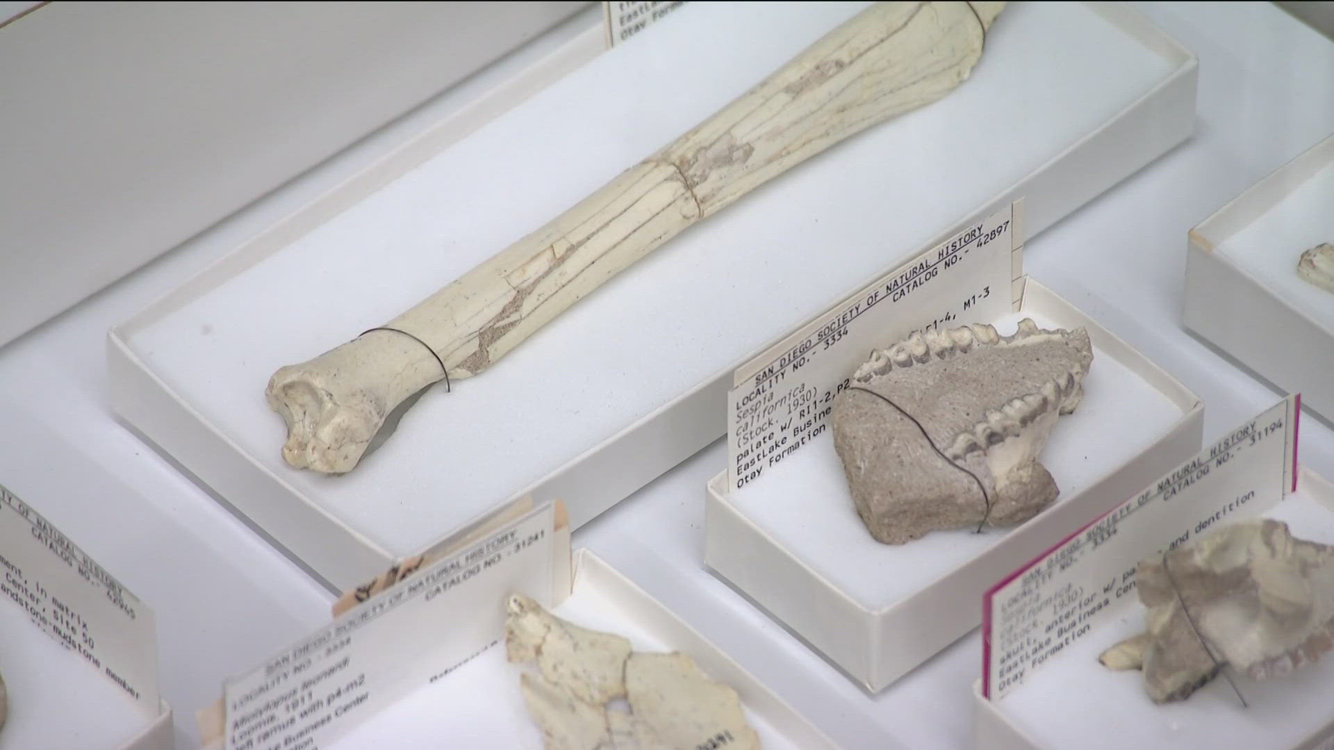 San Diego Natural History Museum's 'Amazement in the Basement' features ...